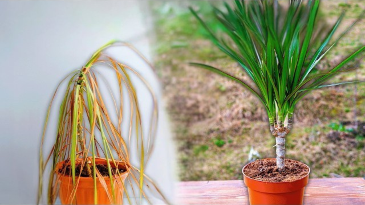 How to Revive and Strengthen Unhealthy Houseplants