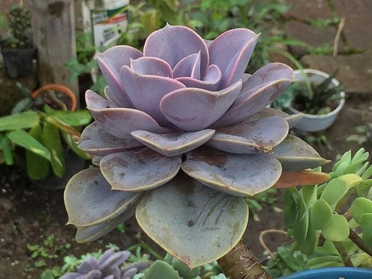 Pouca luz e pouca rega: 6 plantas de baixa manutenção para ter em casa