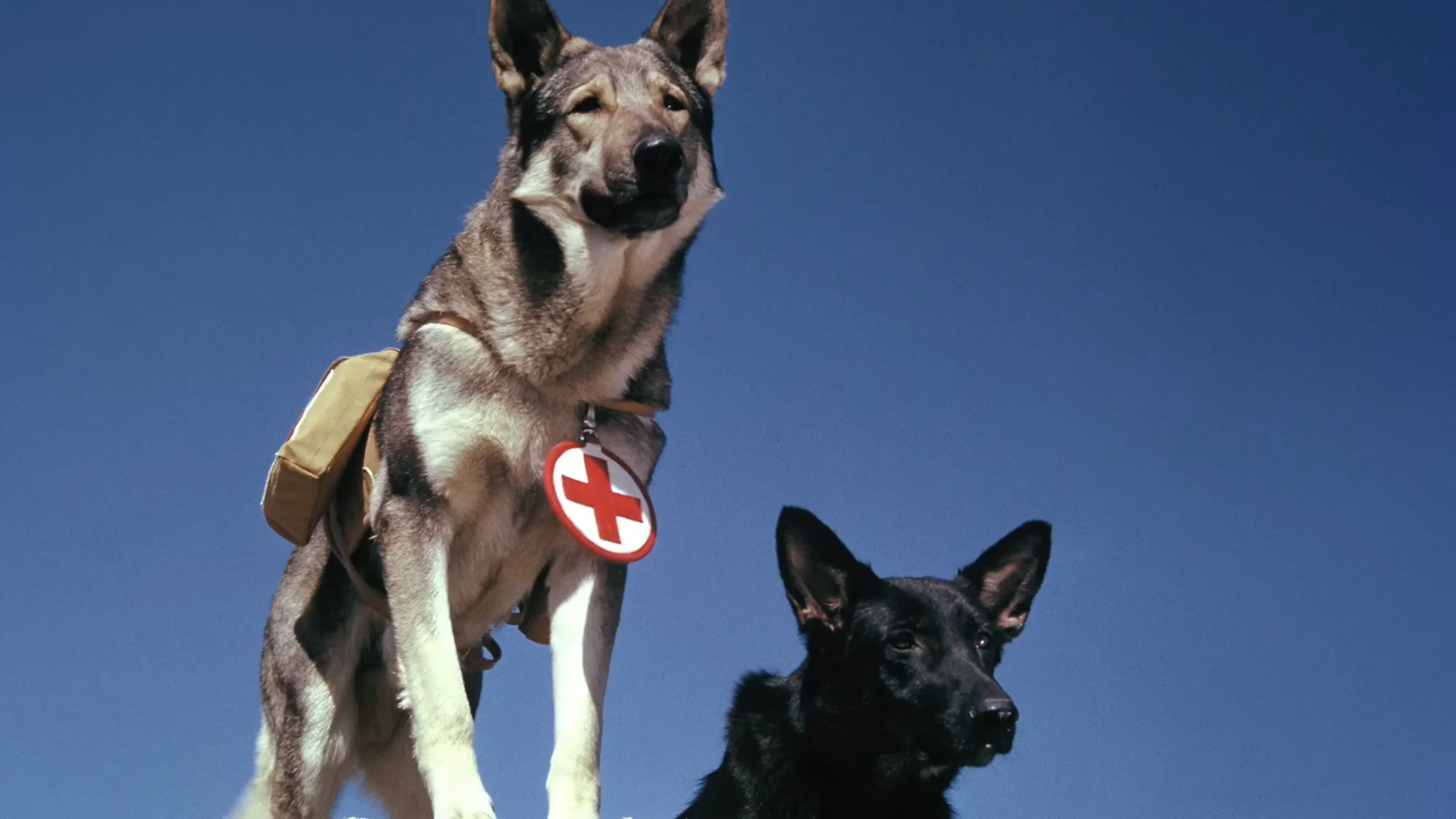 Dogs That Saved Lives in WWII