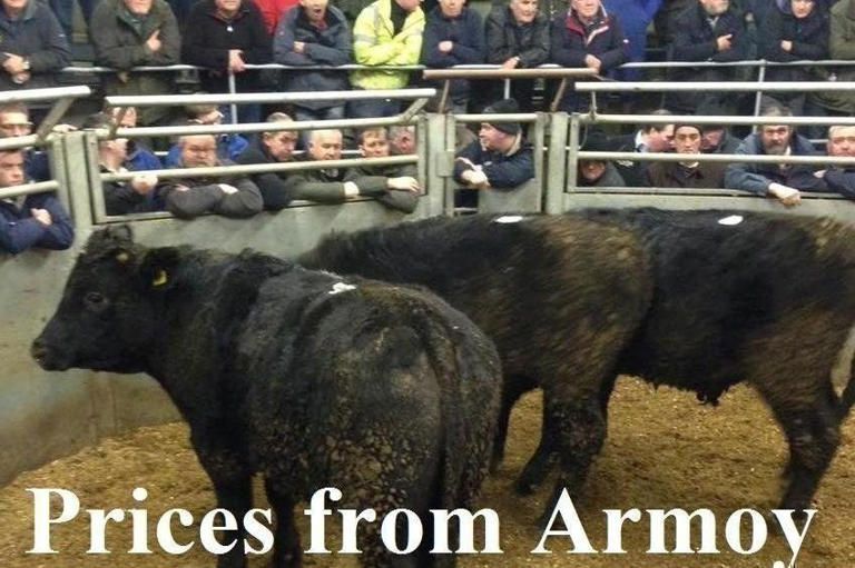 Good show of cattle at Armoy Mart, steers selling to £2,740
