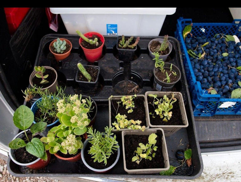 National network with local events