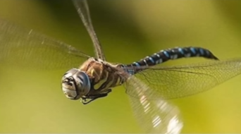 How Flat Earth Myths Twist Nature to Fit Their Beliefs