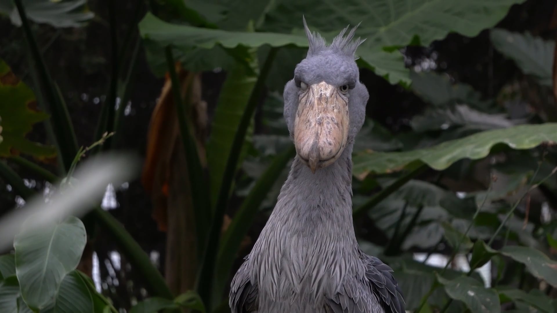The Shoebill Stork: Stunning Close-Up Footage of a Bird Under Threat