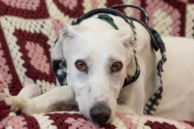 'Calm and well-mannered' North Lincolnshire dog hoping to find his ...