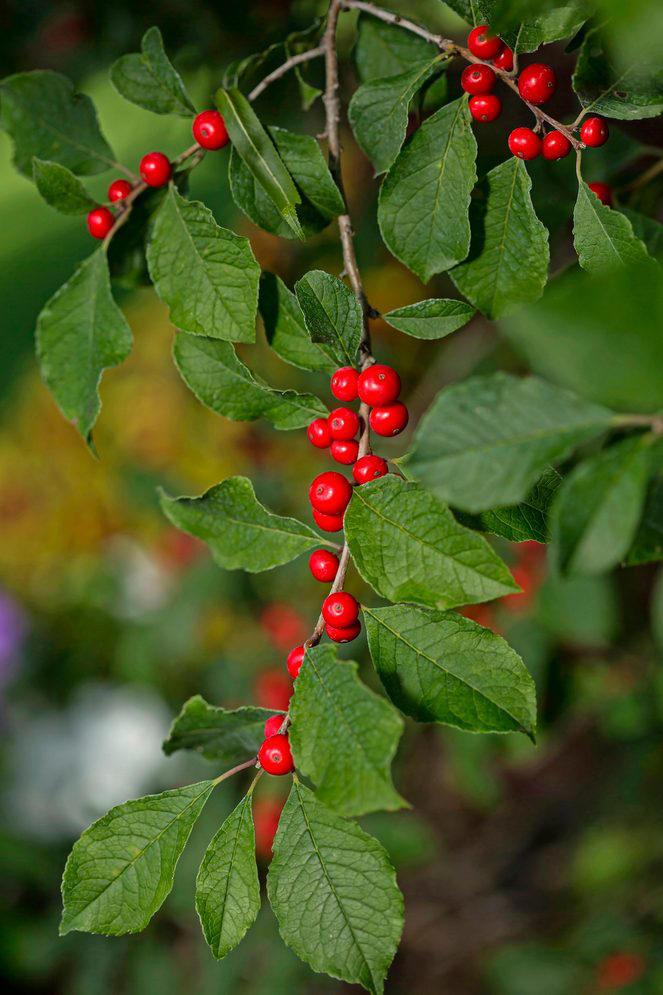 Grow a winterberry bush for seasonal beauty