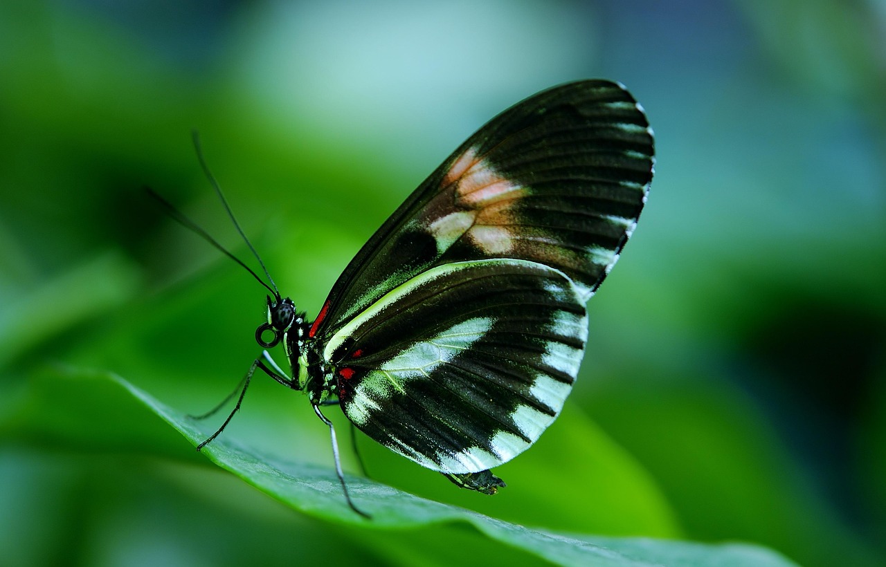 9 Insects That Inspire Irrational Fear Despite Minimal Threat