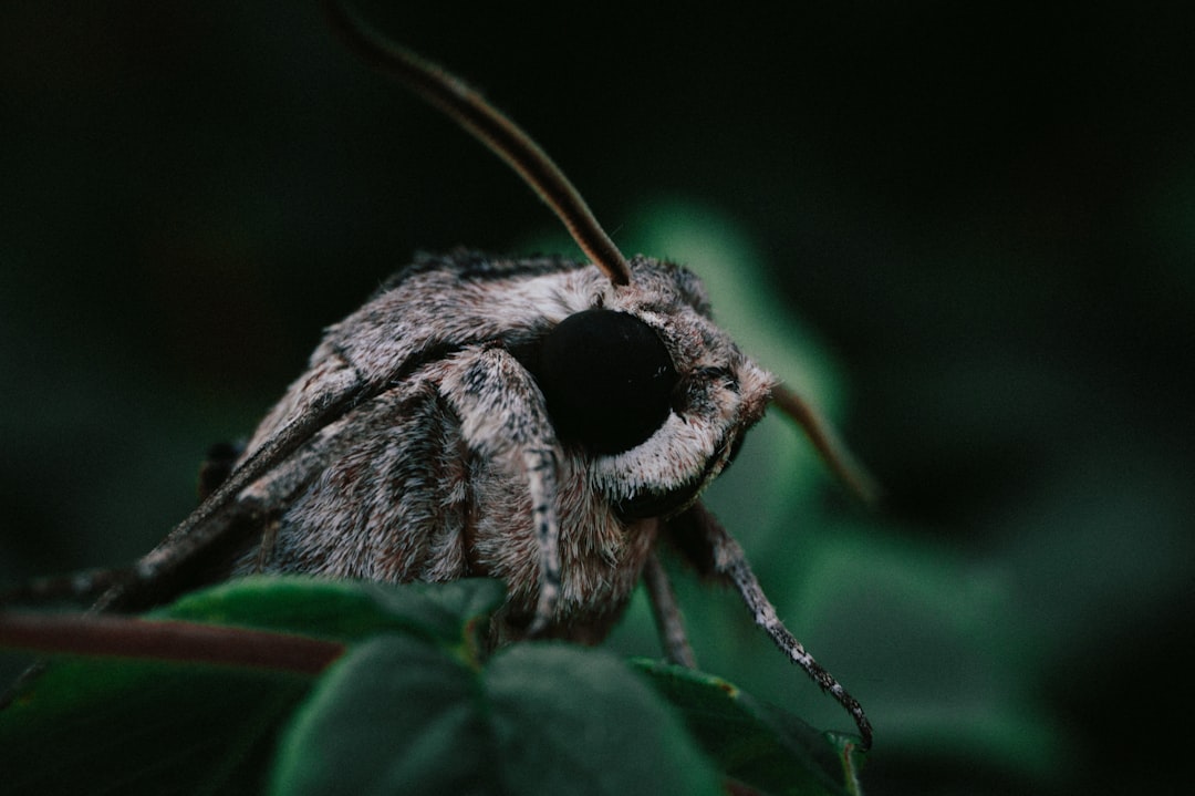 9 Insects That Inspire Irrational Fear Despite Minimal Threat