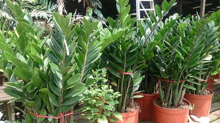 Pouca luz e pouca rega: 6 plantas de baixa manutenção para ter em casa