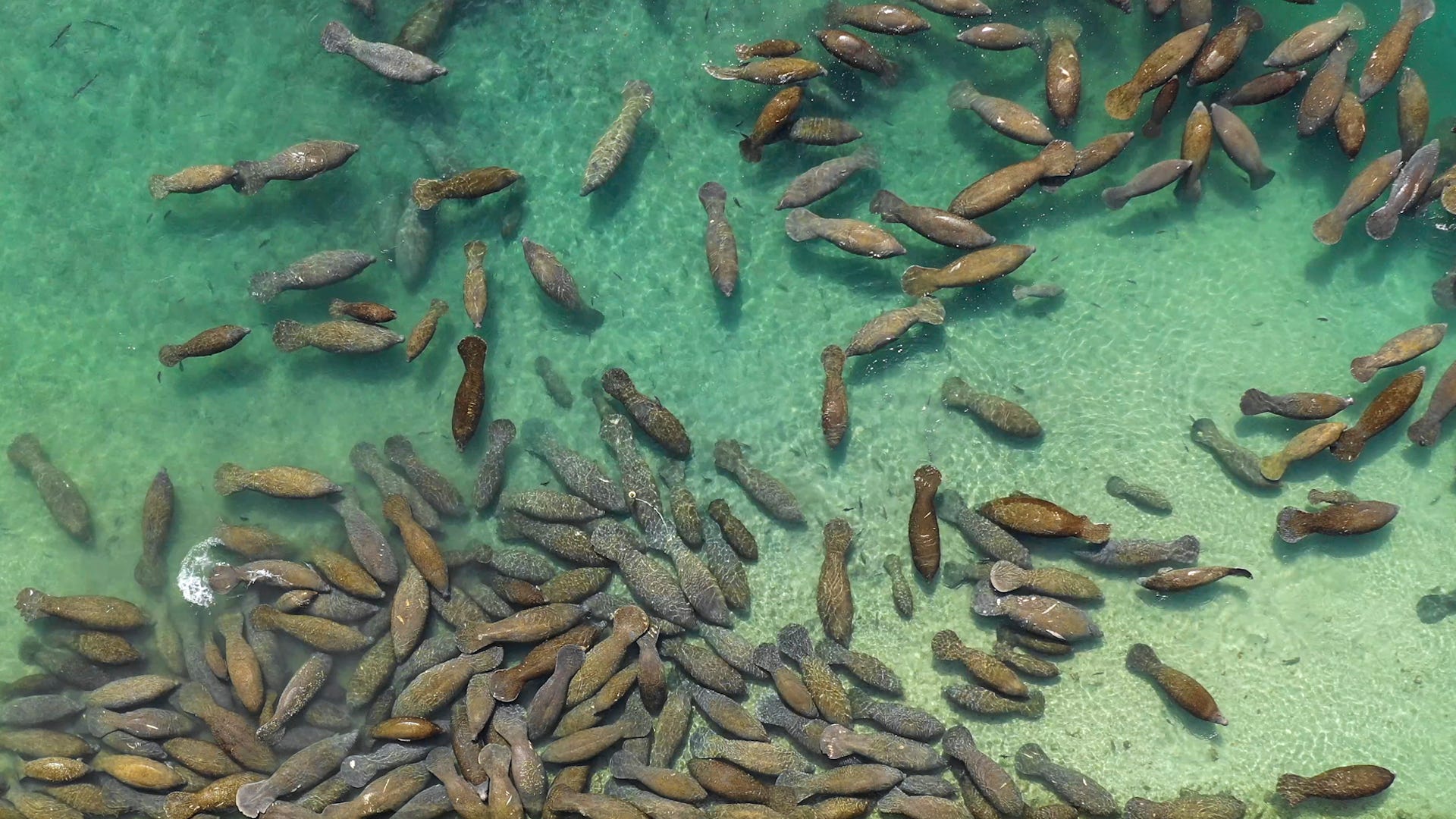 Manatees gather near West Palm Beach plant to stay warm during cold front