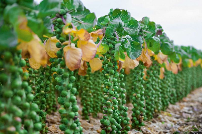 Fruits And Vegetables That Take The Longest To Grow