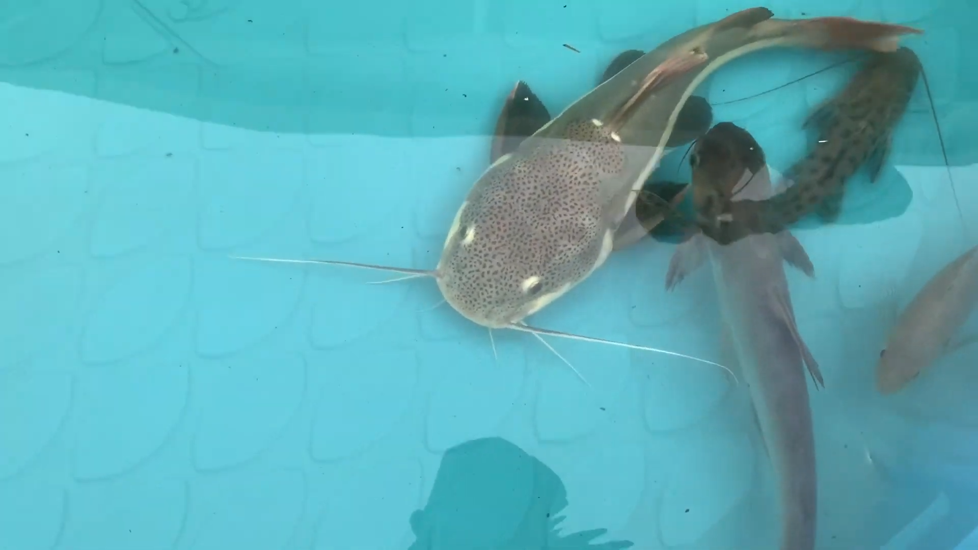 Raising giant exotic catfish in a backyard pool pond