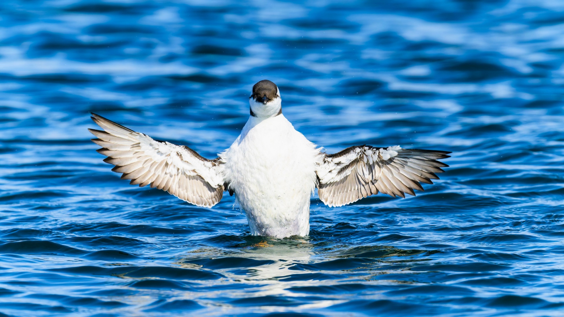 6 Coastal Animals Found Only Along Canada’s Atlantic Shorelines