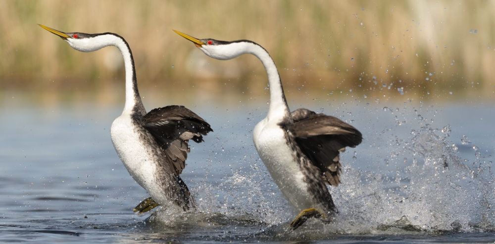13 Birds Whose Dance Moves Deserve Their Own TikTok