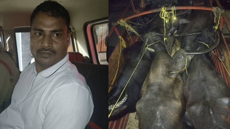 Assam: Cattle smuggling kingpin Akram Ali arrested in major Kamrup ...