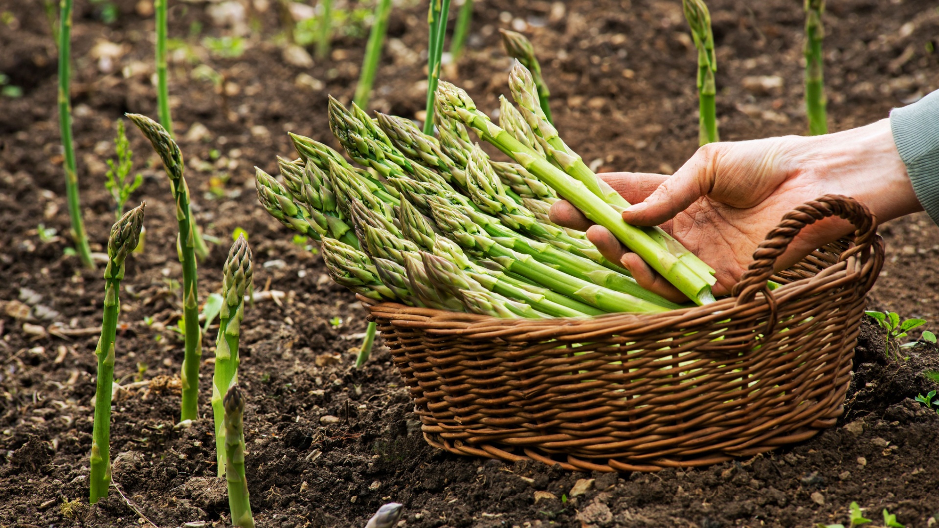 Fruits And Vegetables That Take The Longest To Grow