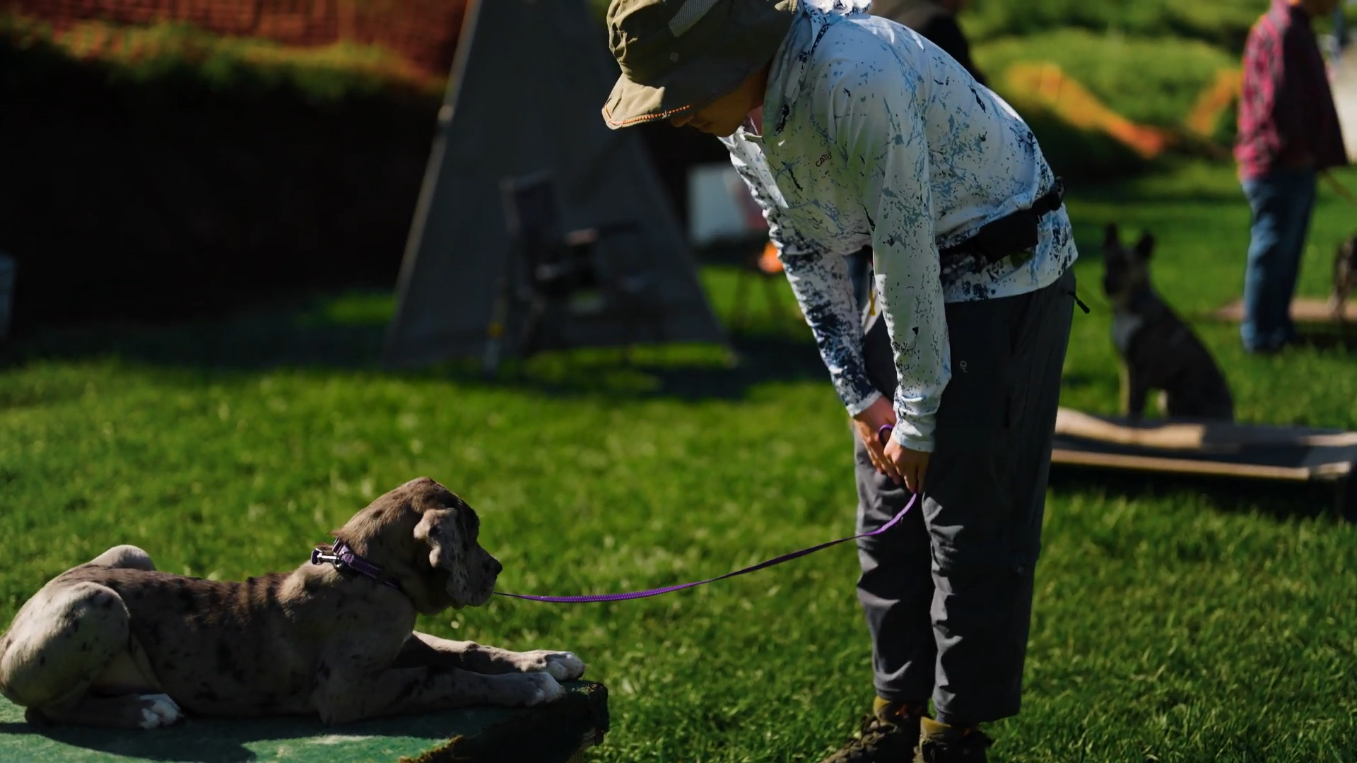 How Marker Training Transforms Dog Communication and Obedience