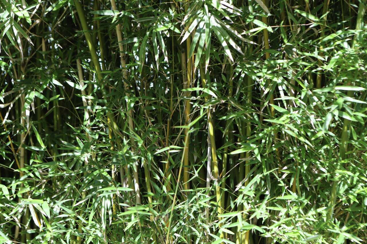 Who is responsible for bamboo spreading between Texas neighbors?