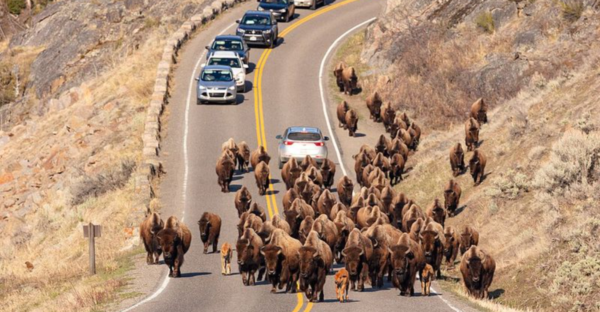 Lamar Valley Offers A Scenic Drive Through North America’s Answer To ...