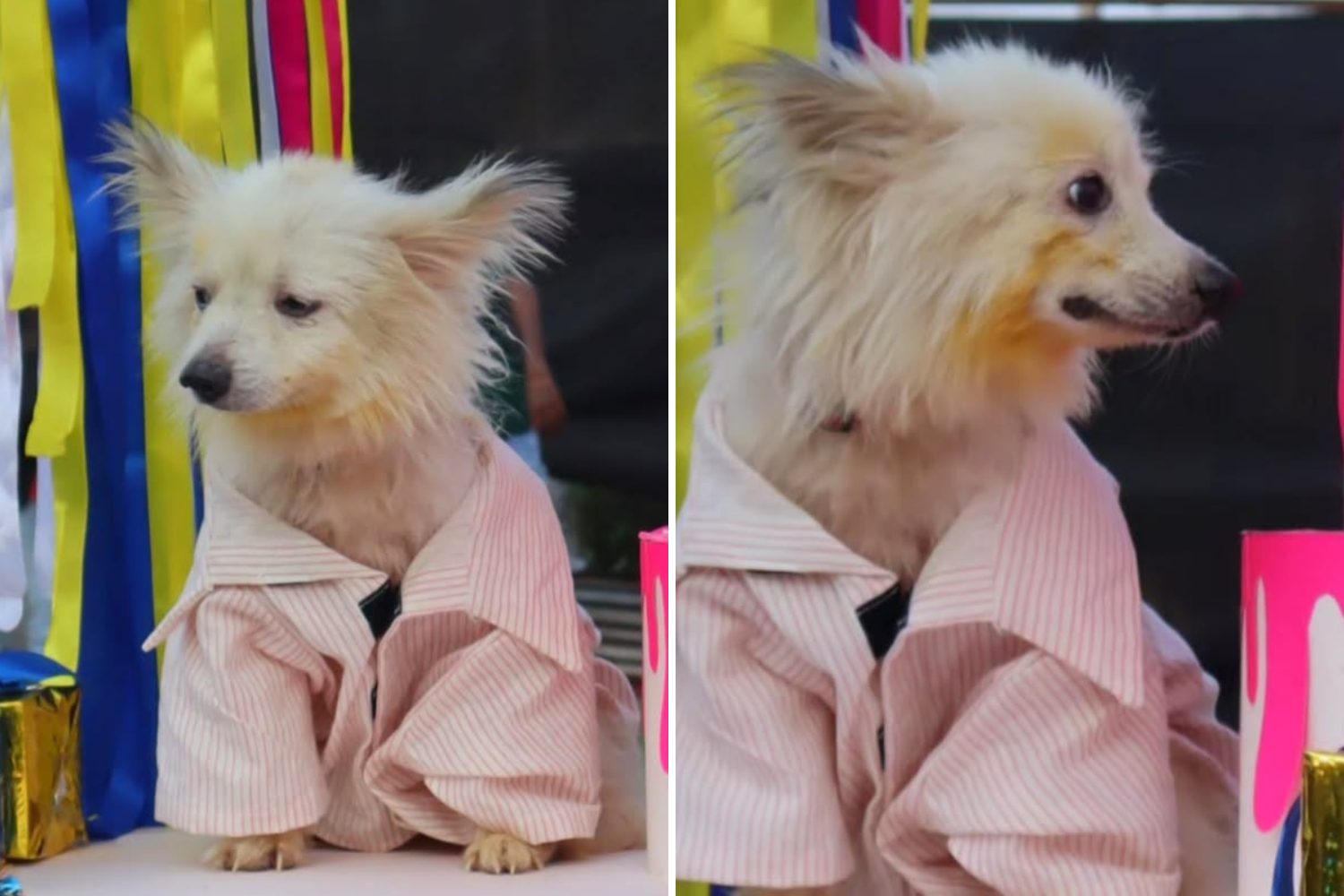 Hearts break for dog returned to shelter after one hour for shocking reason