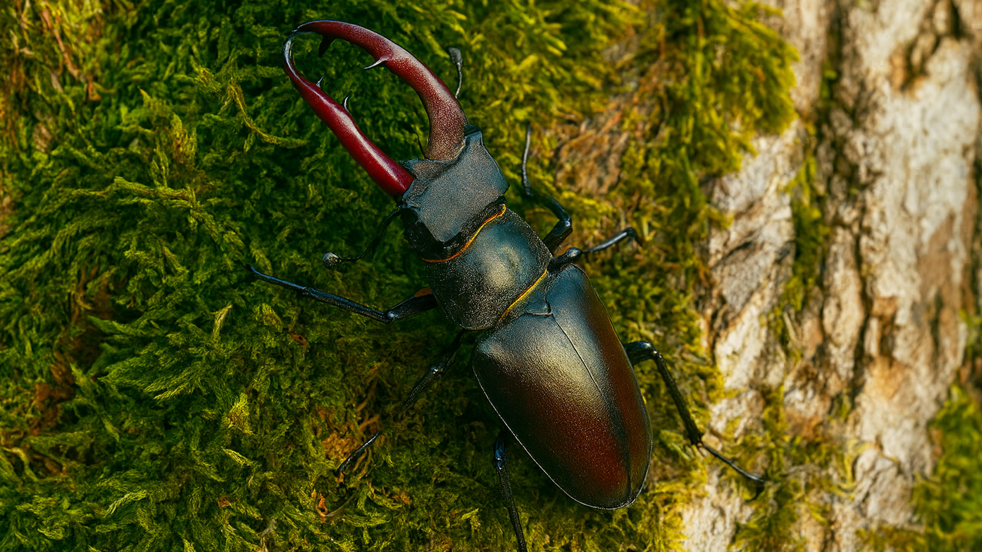 Lucanus cervus – tentativa desajeitada de acasalamento