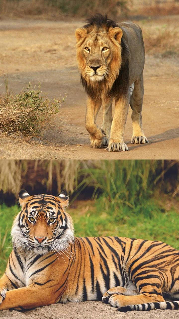 Tiger vs Lion|वाघ की सिंह : लढाईत कोण ठरेल विजेता?