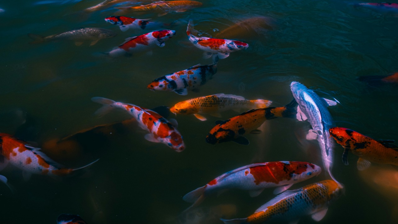Can fish drown? The truth is surprisingly complex