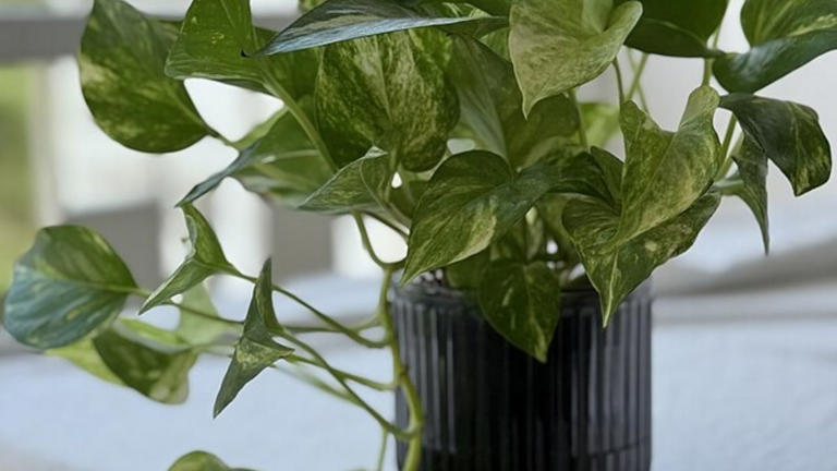 Pouca luz e pouca rega: 6 plantas de baixa manutenção para ter em casa