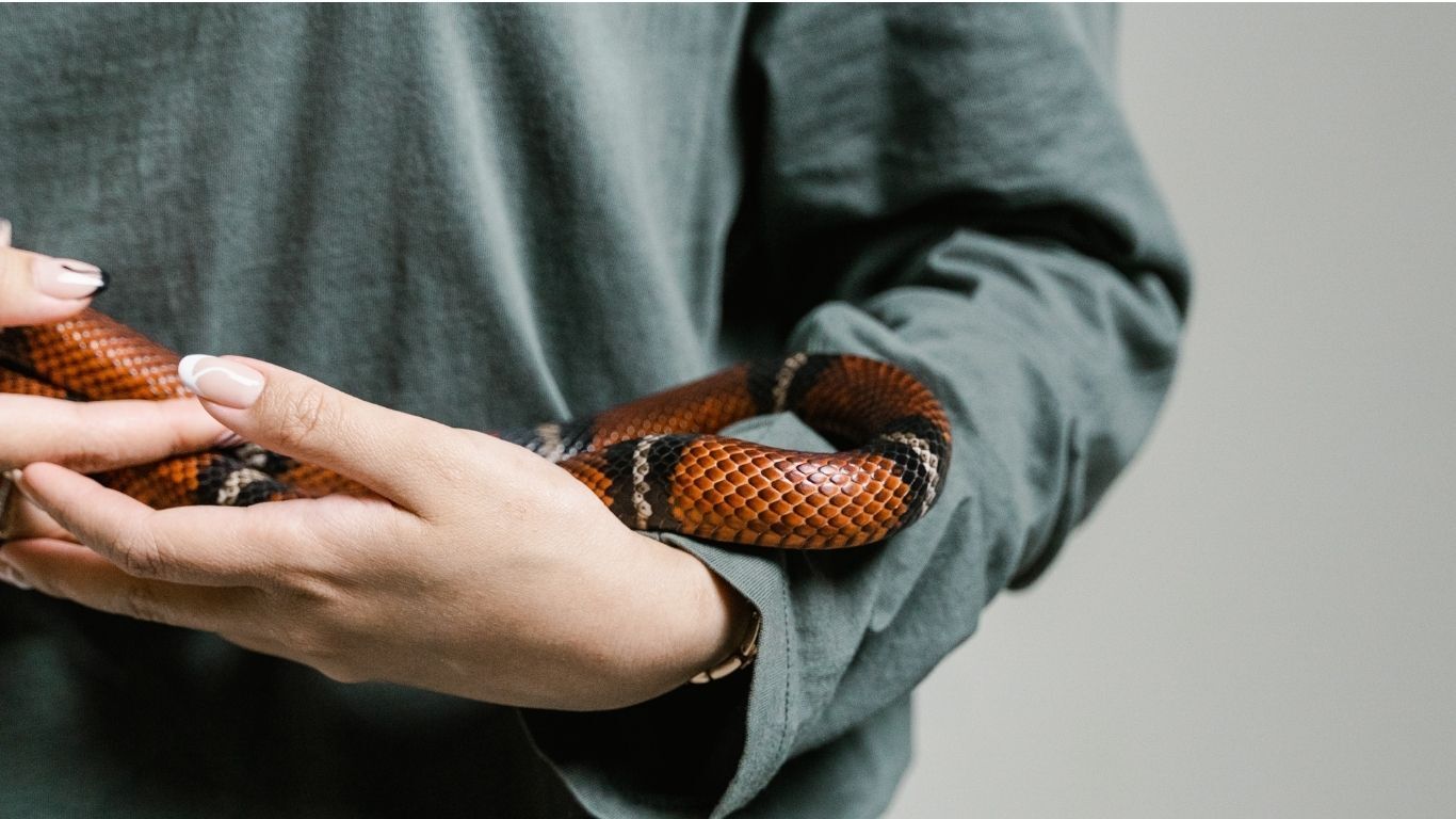What Do Snakes Mean In A Dream Spiritually? - Here's The Interpretation