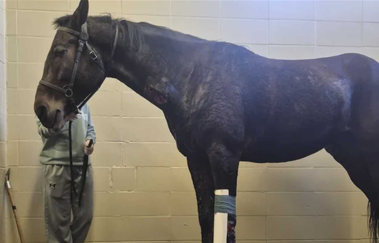 Horse-And-Buggy Crash Severely Injures Horse In Central PA