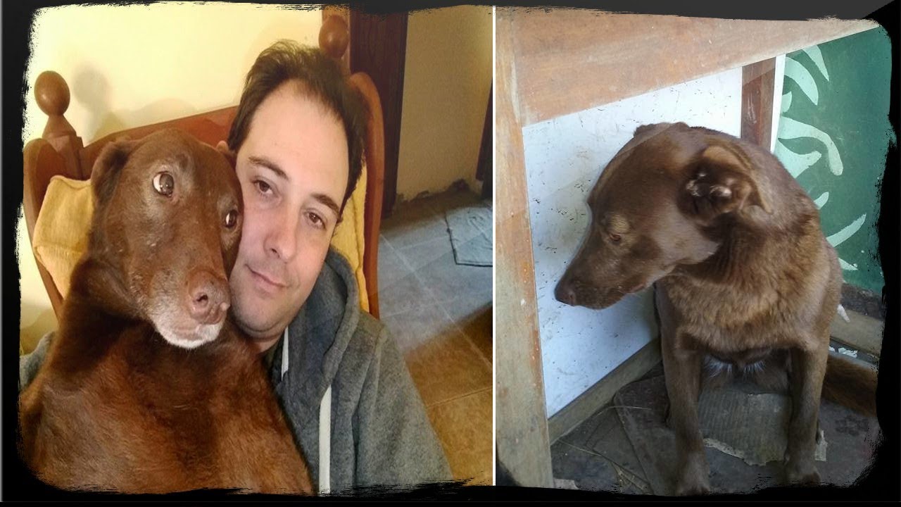 Lonely Shelter Dog Spends 2 Years Sad Until a Familiar Scent Changes ...