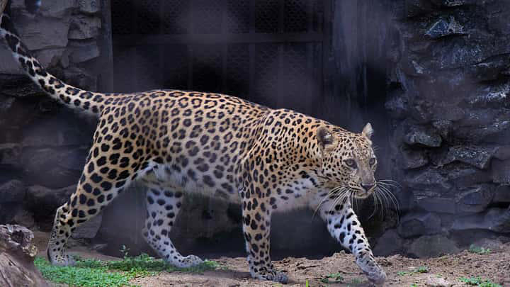 Government Mulling Sterilisation, Relocation Of Leopards Amid Rising Attacks In Pune District ...