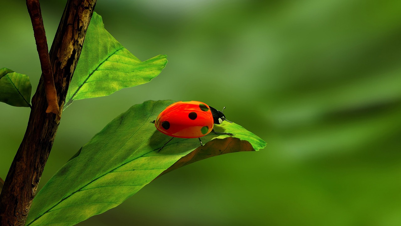 9 Insects That Inspire Irrational Fear Despite Minimal Threat