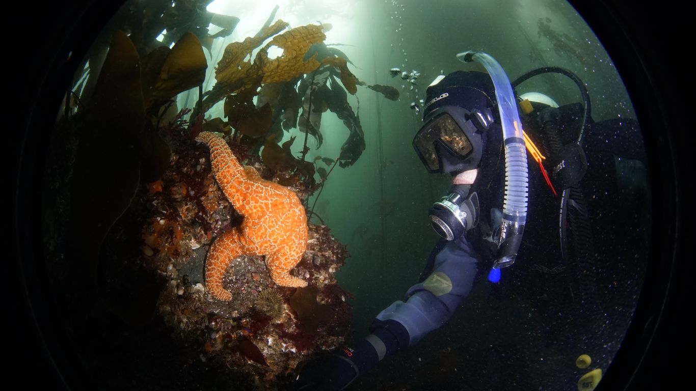 Ochre sea stars make dramatic comeback in Oregon after wasting disease