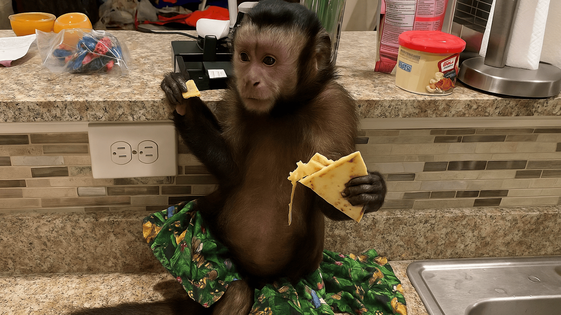 Monkey Enjoys a Snack in the Kitchen