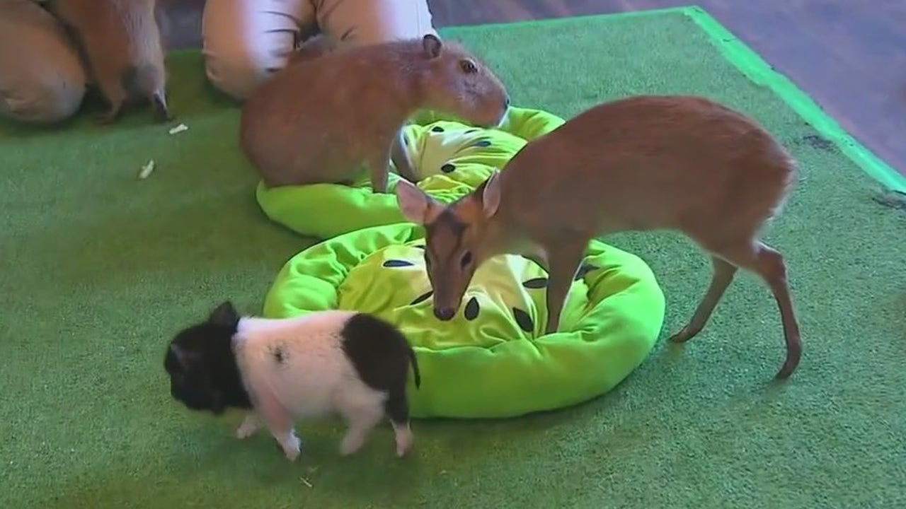 Helen’s Capyfriends Cafe serves up 'wild' encounters for guests