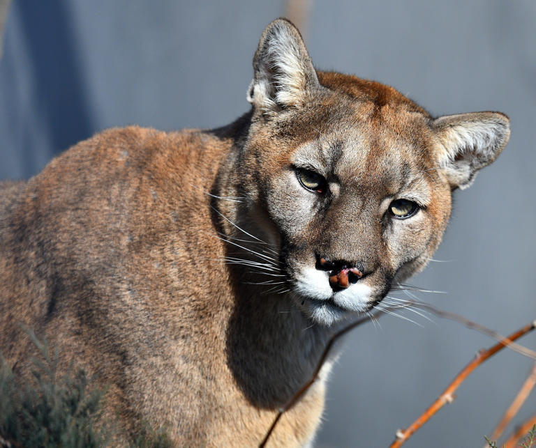 Deadwood city officials have warned of mountain lion sightings. Here's ...