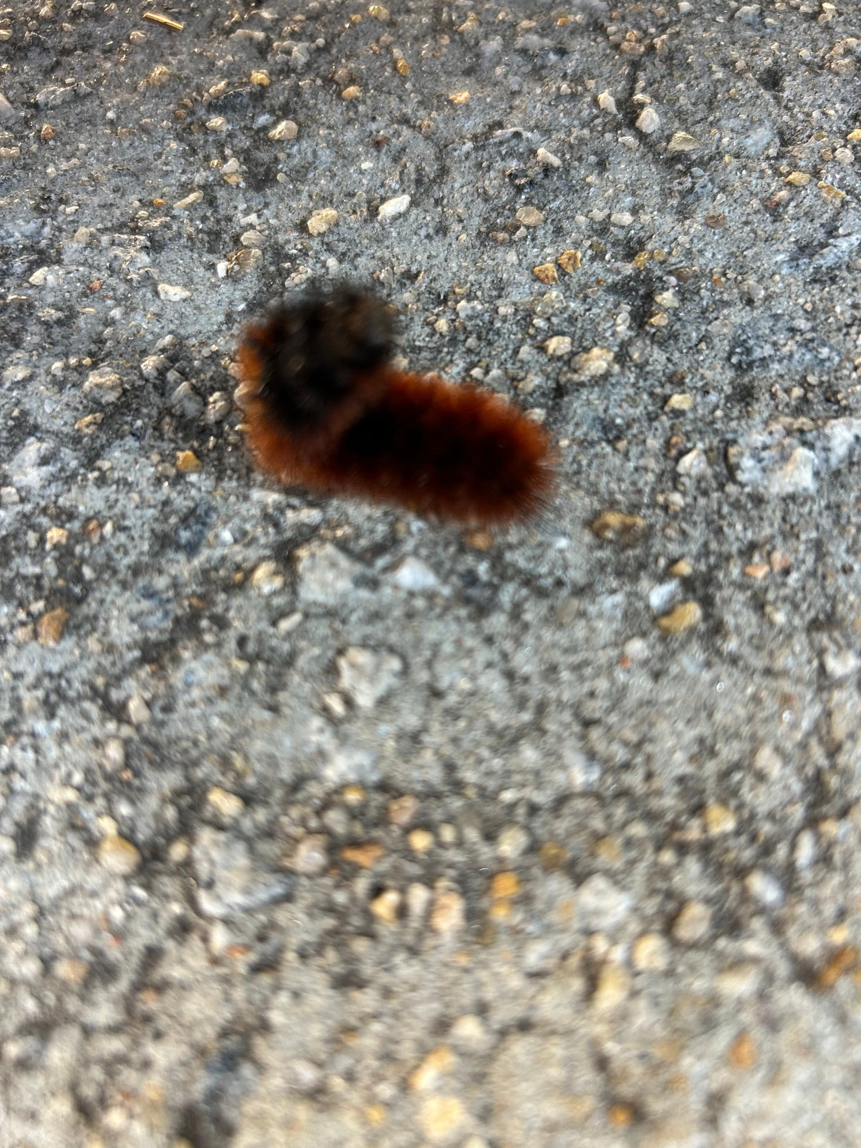 Can woolly bear caterpillars predict the weather?