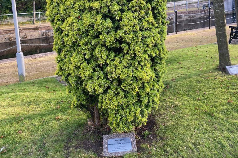 NI Office says future of Lisburn's 'Prince Andrew' tree is a Royal matter
