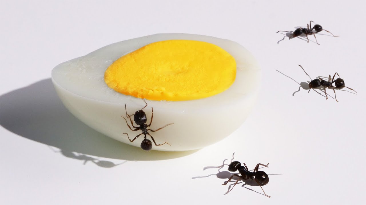 Watch ants decompose a hard-boiled egg: Time-lapse science experiment!