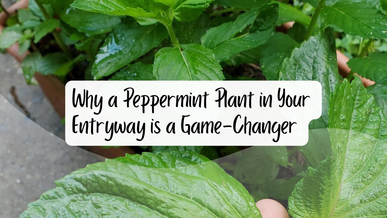 Why a peppermint plant in your entryway is a game-changer 🌿