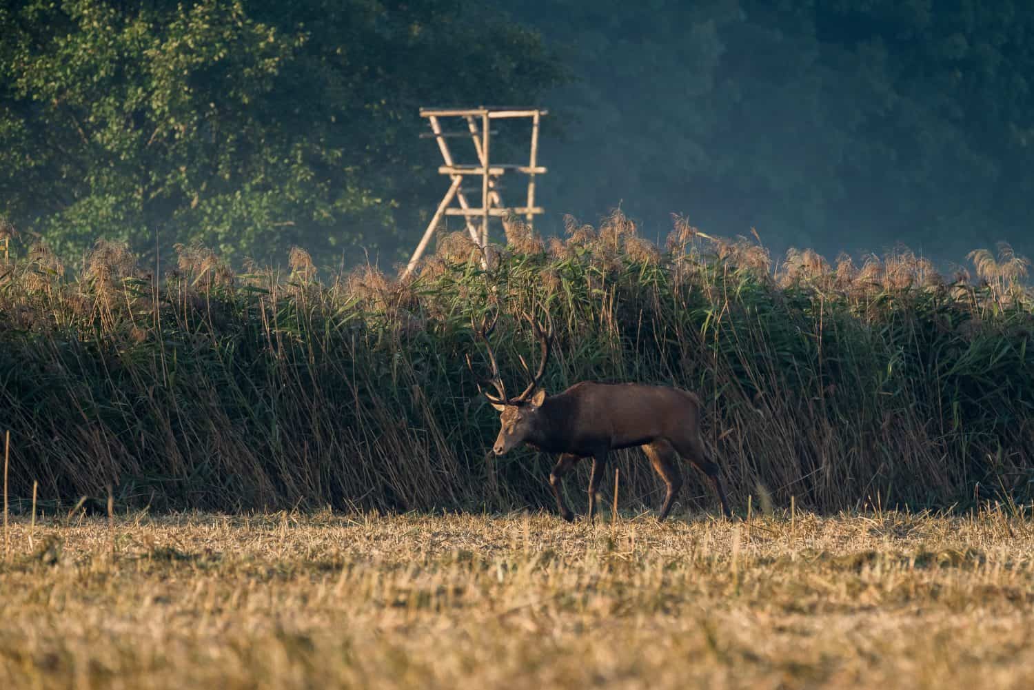 Hunting Is Just a Way of Life in These States
