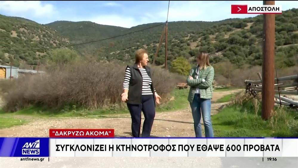 Συγκλονίζει η κτηνοτρόφος από το Κιλελέρ που έθαψε 600 πρόβατα