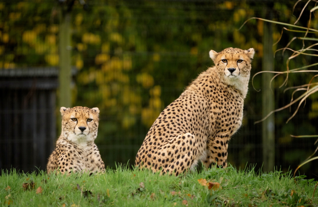 World’s rarest cheetahs arrive at zoo as part of conservation program