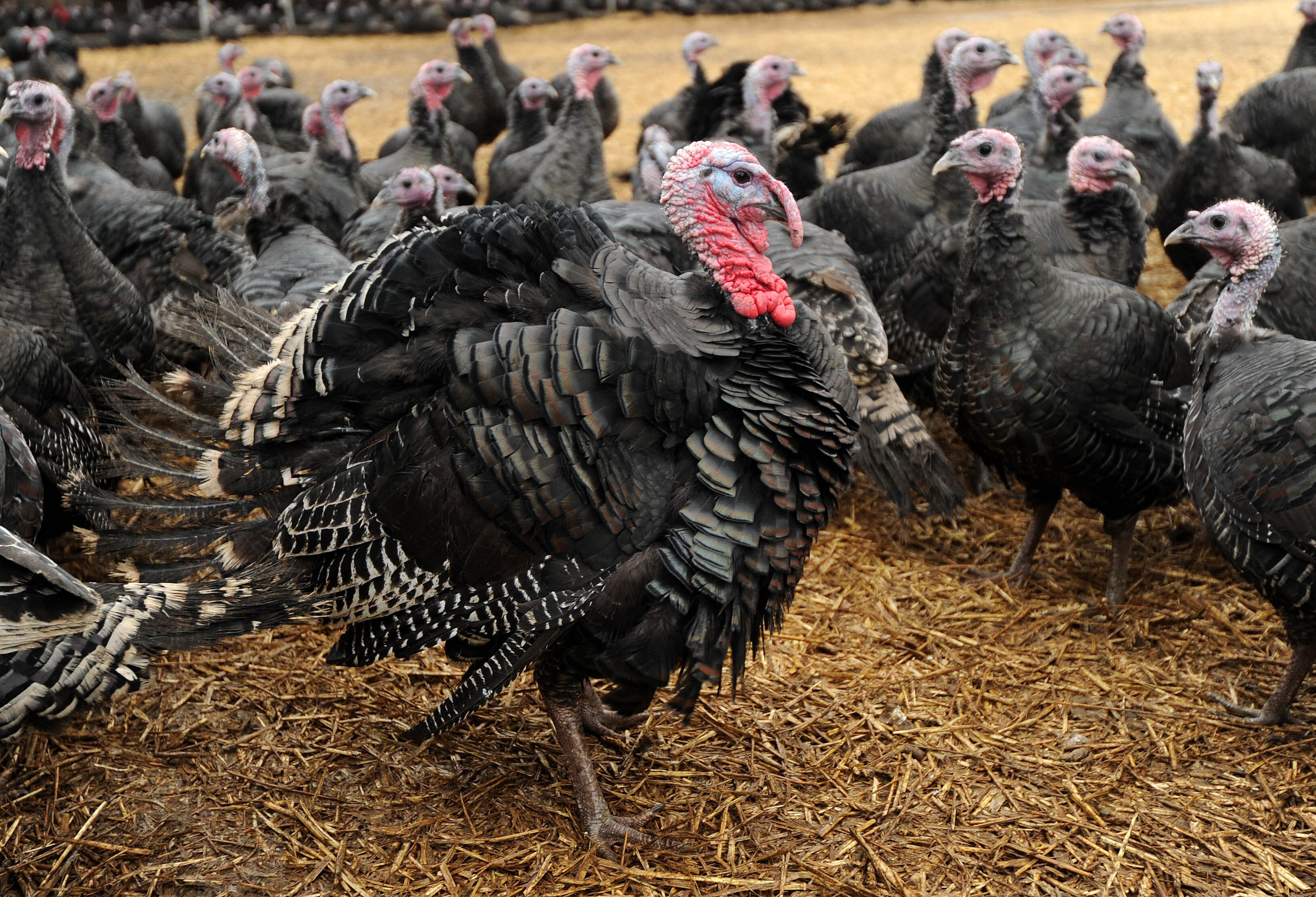 Bird flu outbreak confirmed in turkey flock in Carlow