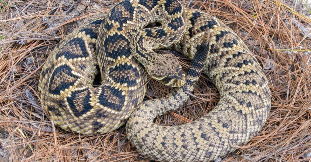 The Deadliest Snake on Every Continent in the World
