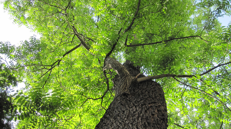 Tree Of Heaven Or Black Walnut: How To Tell The Difference Between ...