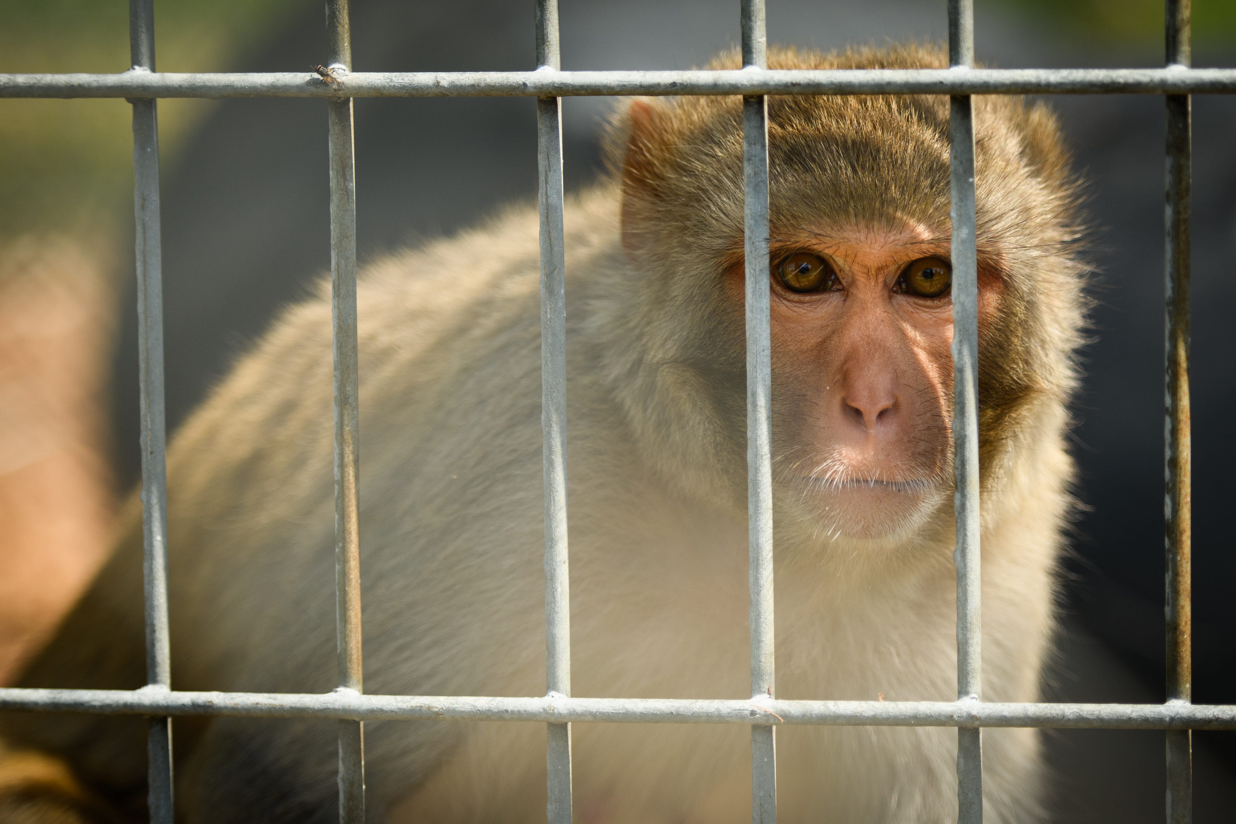 Second monkey on the loose in Mississippi reported dead. Here's what we ...