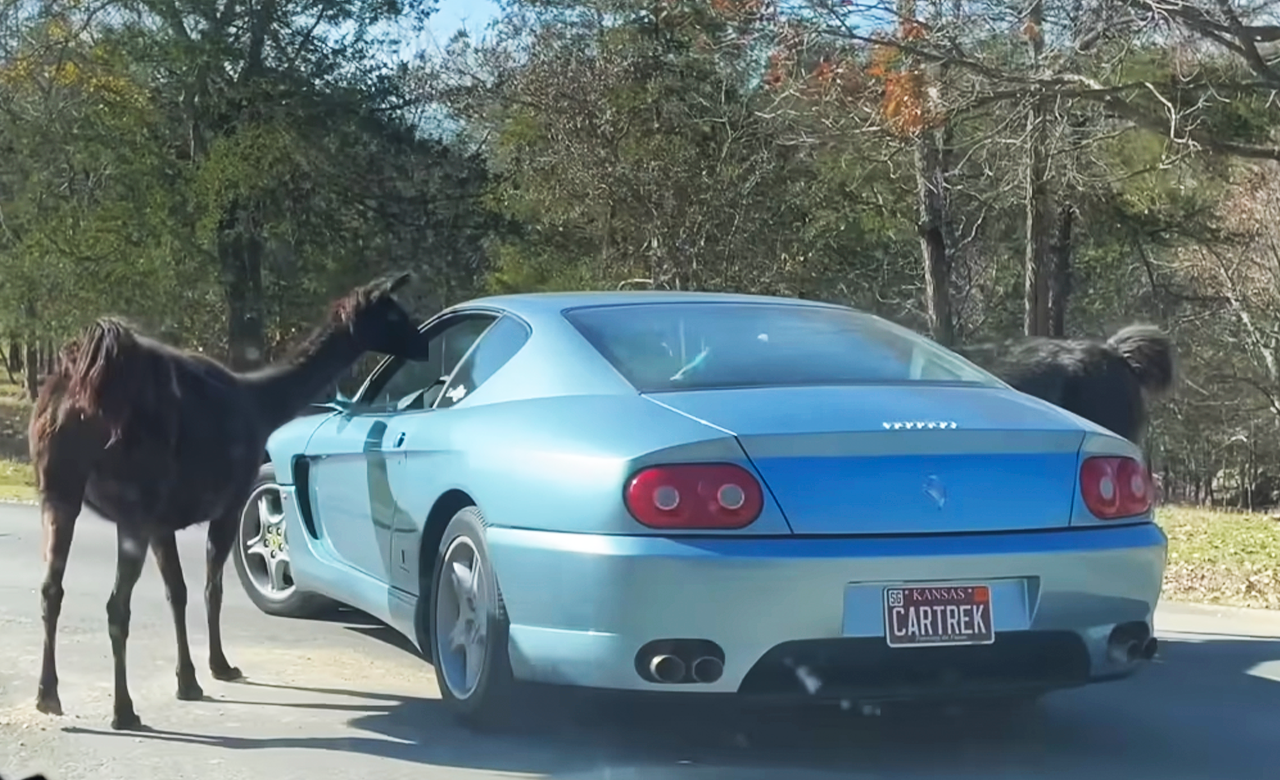 Animals destroy my Ferrari on the way to a Porsche project!