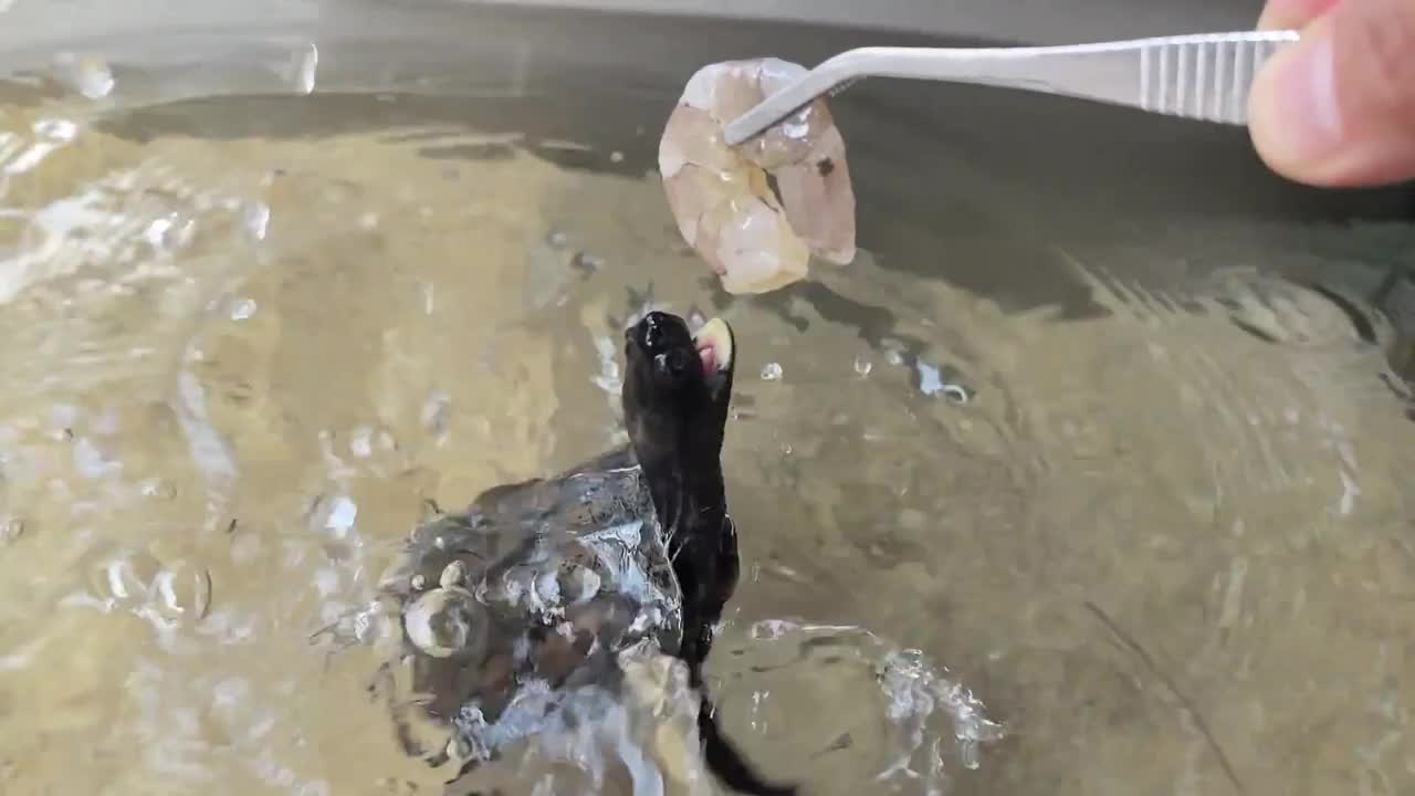 Little turtle excitedly chases shrimp in Guangdong, China
