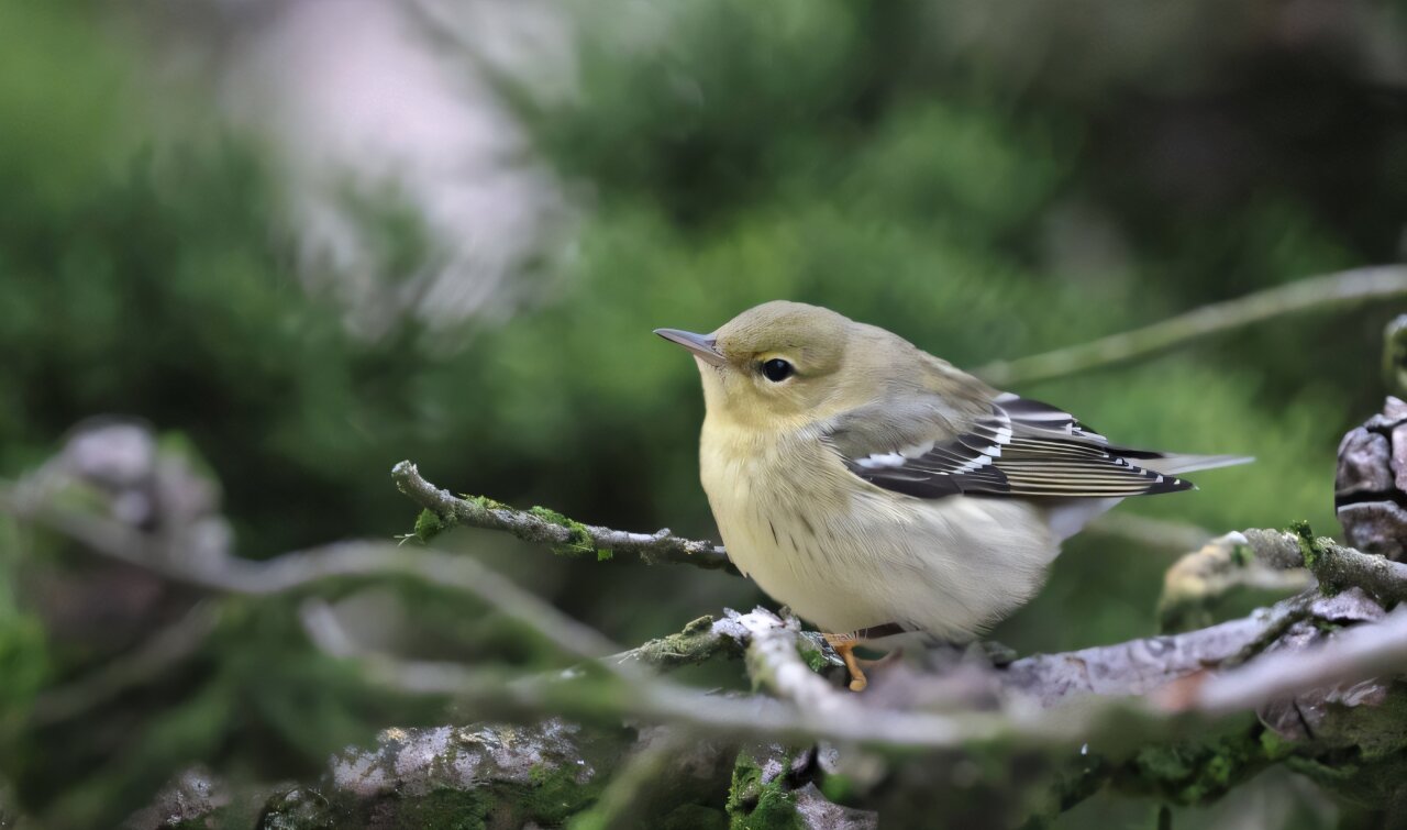 Lost or leading the way? Rare birds may signal shifting migration routes